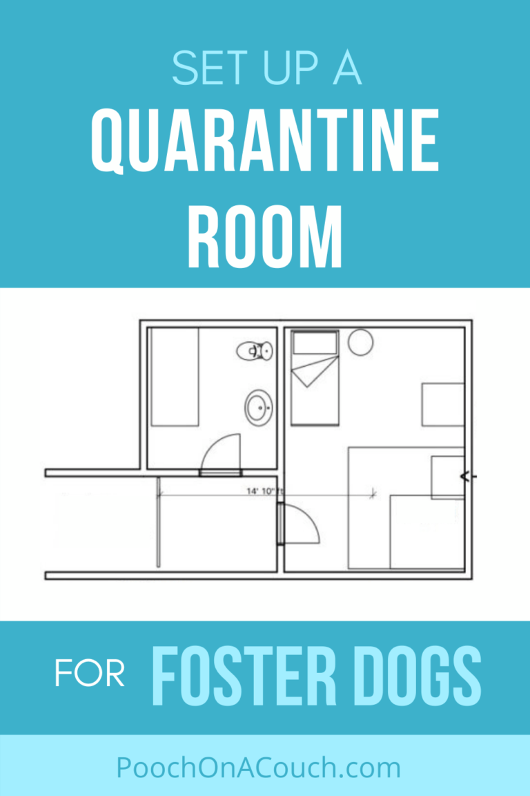 Quarantine Your Foster Dog: A Pro Plan That Works! » Pooch On A Couch