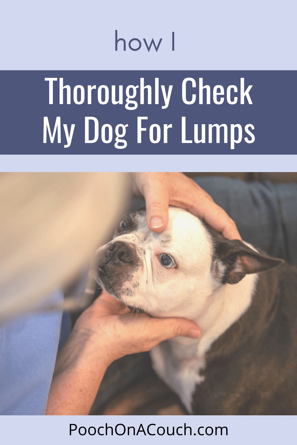 Check Your Dog For Lumps: A Quick How-To » Pooch On A Couch