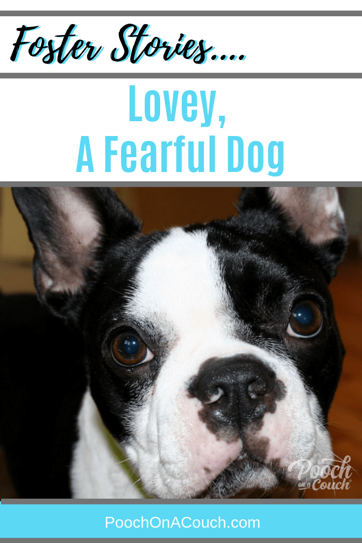 Foster Dog Stories: Fostering A Fearful Dog » Pooch On A Couch